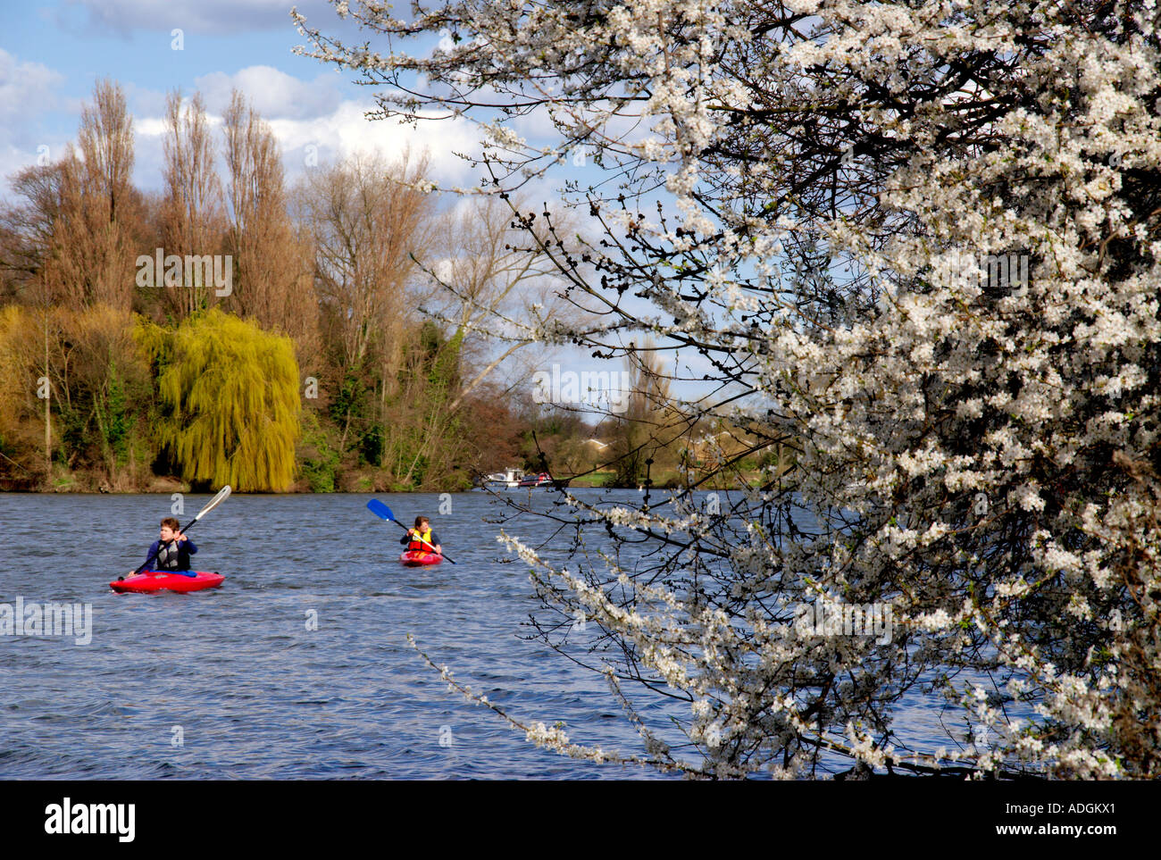 europe uk england surrey river thames scene spring Stock Photo - Alamy