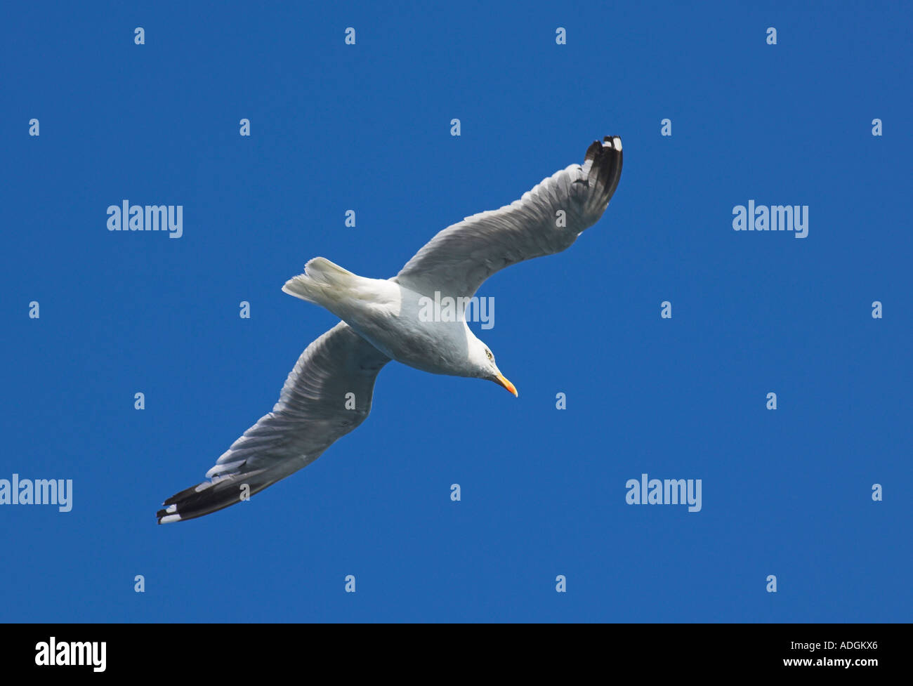Seabird seagull in flight hi-res stock photography and images - Alamy