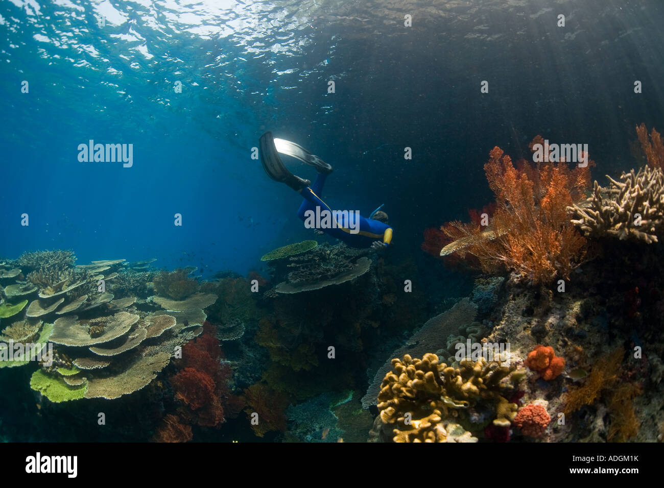 A freediver swims through canyons of coral in the Western Pacific Stock ...