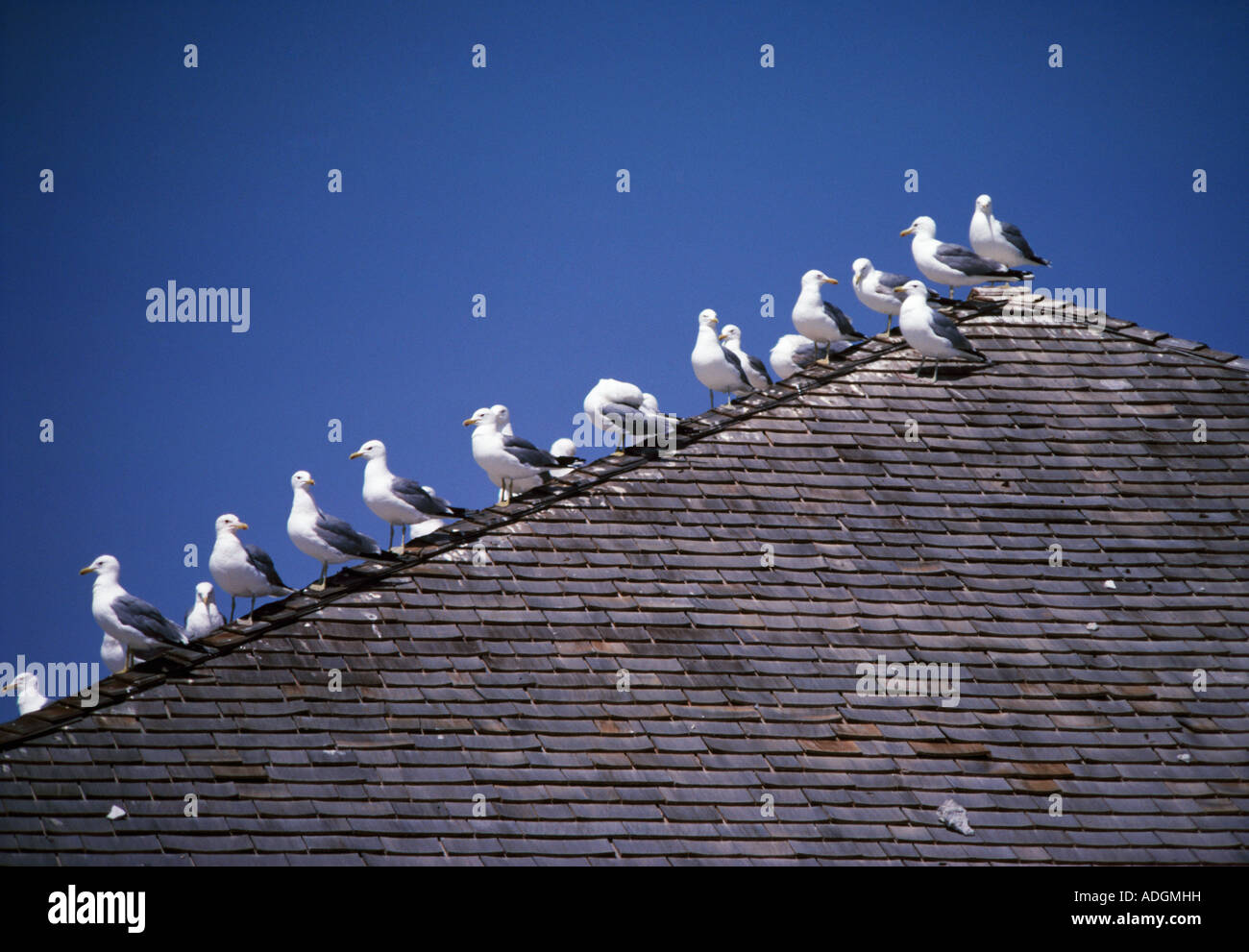 Seagulls the state bird of Utah on roof a building by the Great Salt ...
