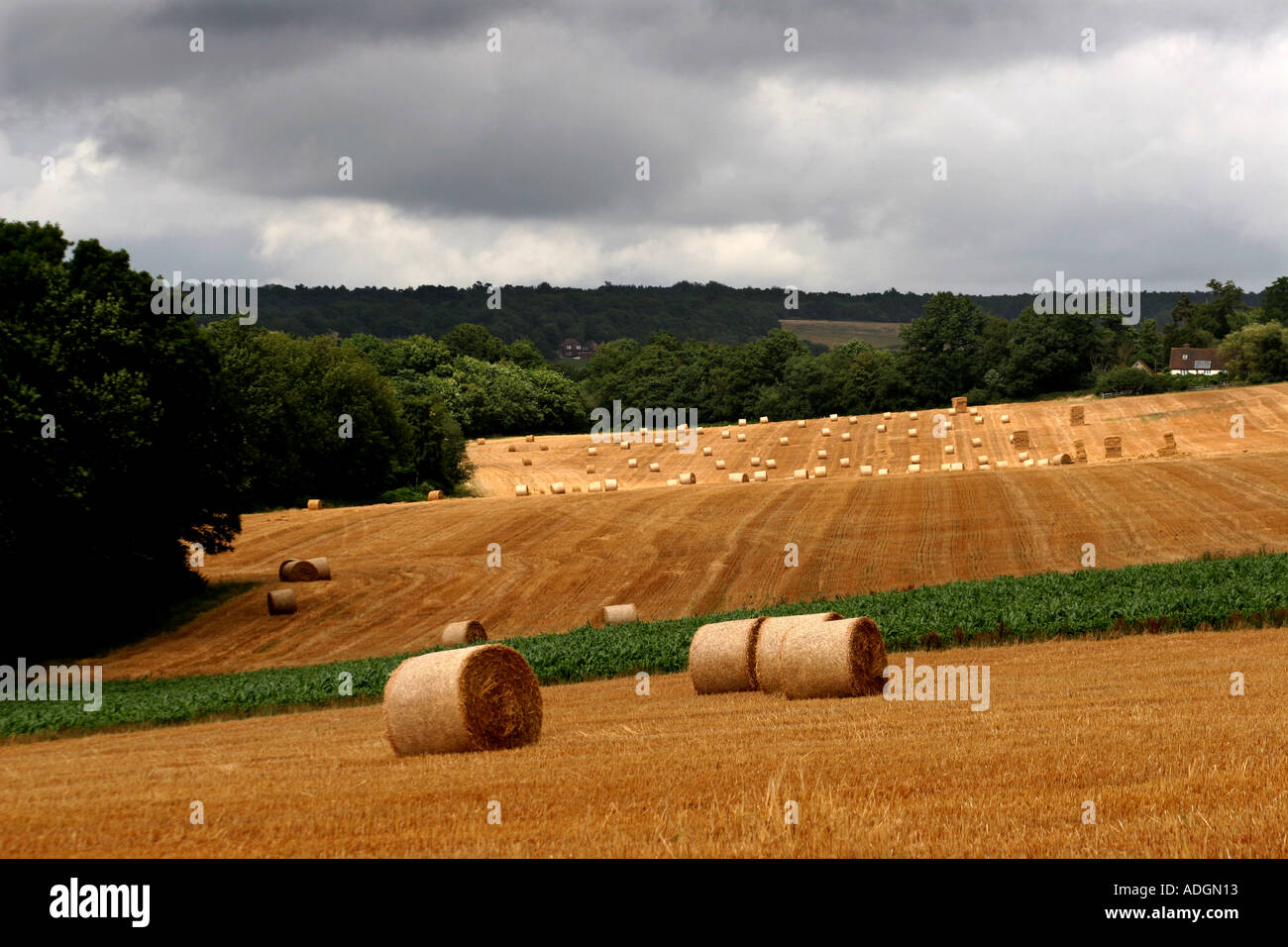 Rolling Fields in Sussex at Horsted Keynes Stock Photo - Alamy