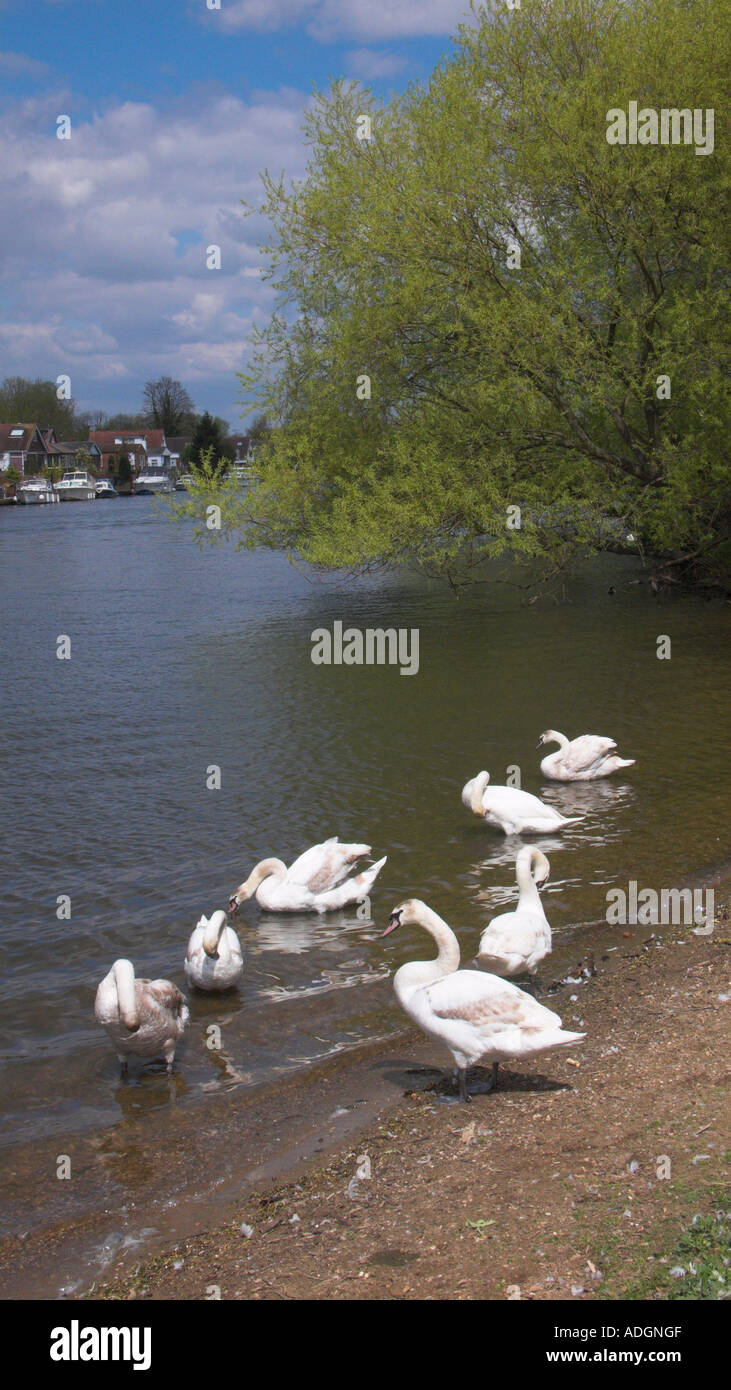 Thames swans hi-res stock photography and images - Alamy
