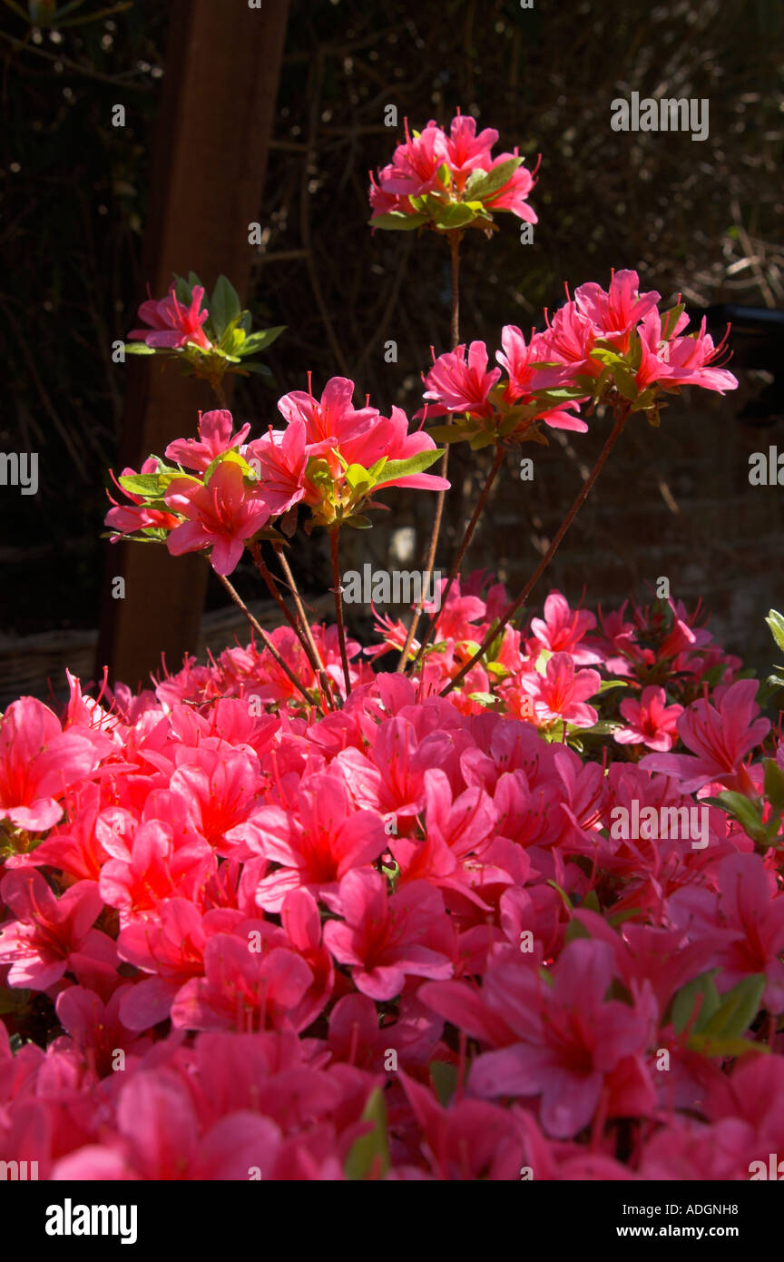Europe UK england surrey azalea spring blossom Stock Photo - Alamy