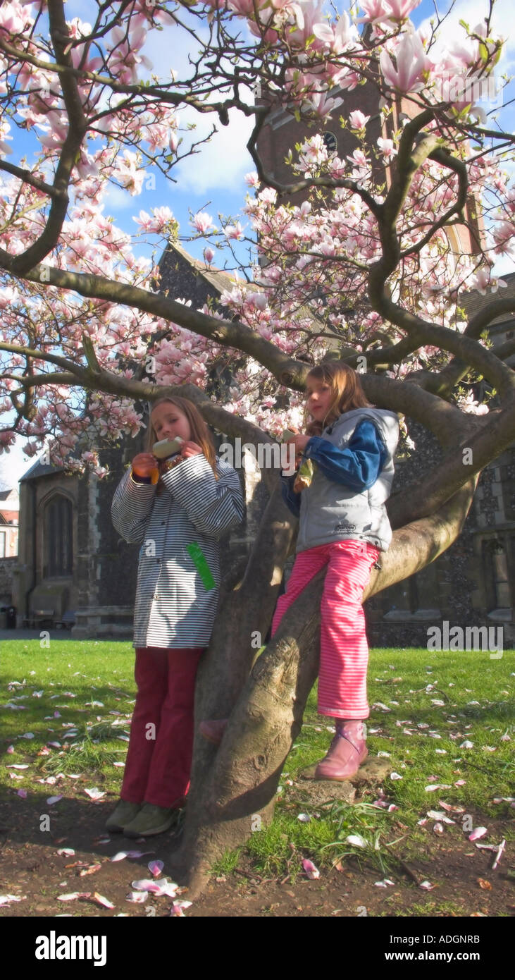 Europe UK england london magnolia tree children Stock Photo - Alamy