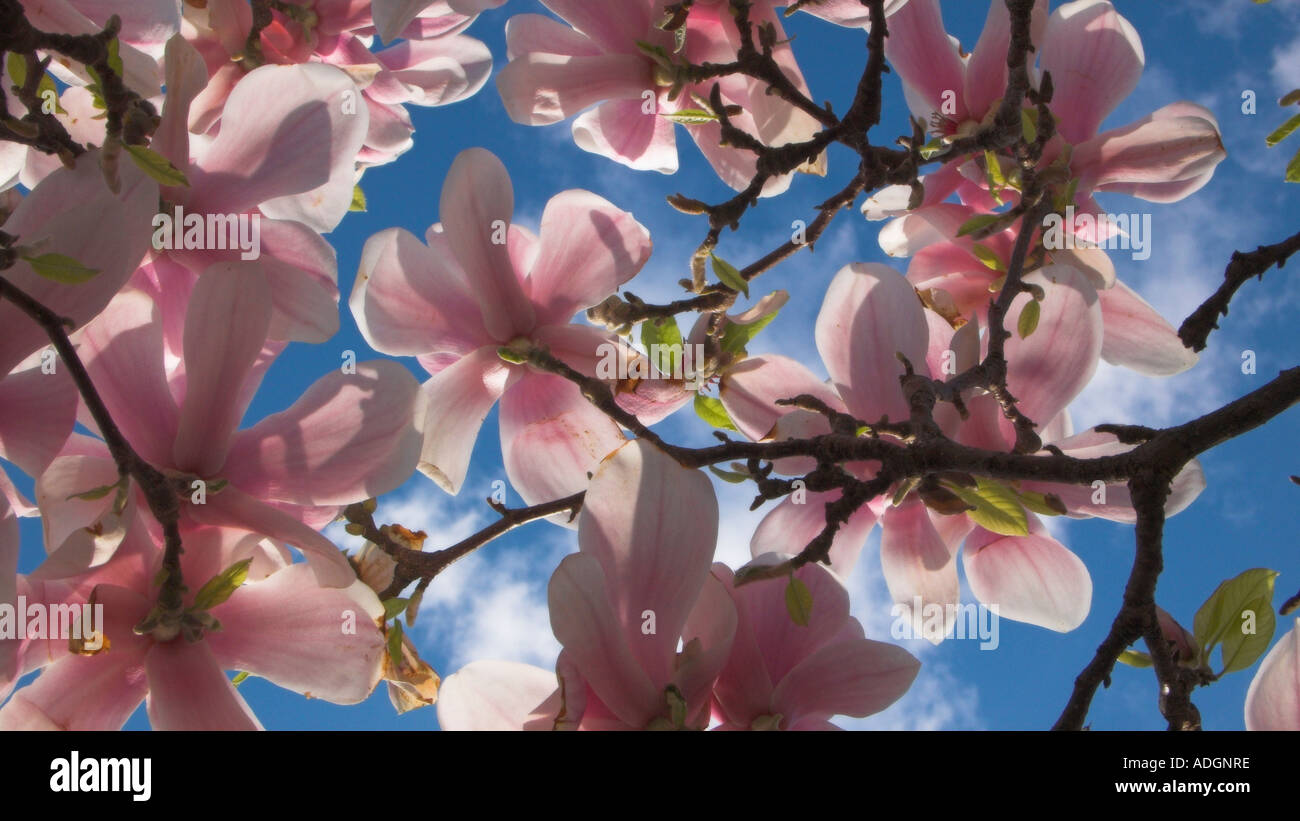 Magnolia tree uk hi-res stock photography and images - Alamy