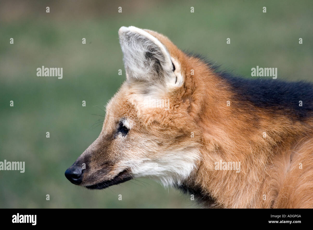 Maned wolf teeth hi-res stock photography and images - Alamy