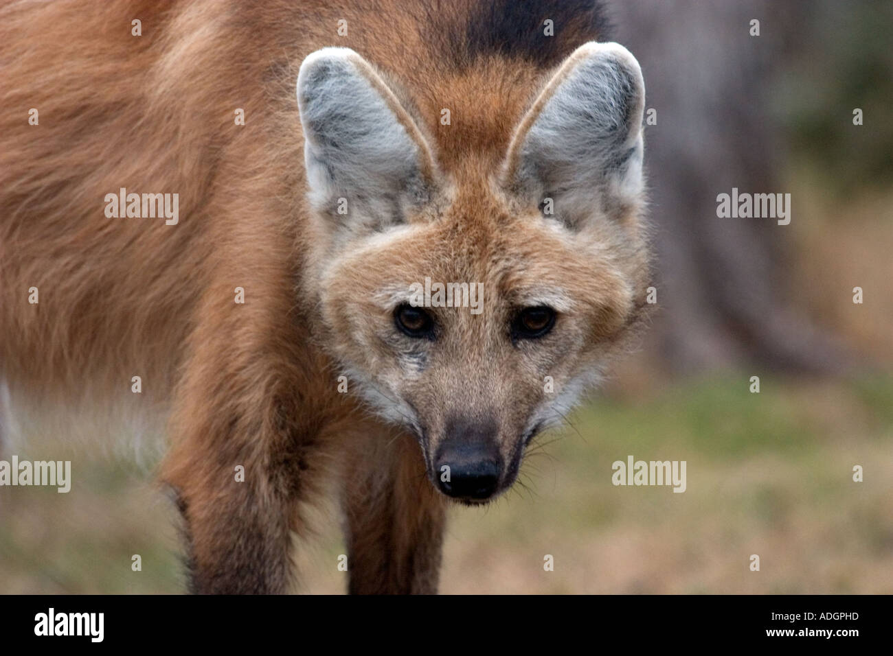 Maned wolf ears hi-res stock photography and images - Alamy