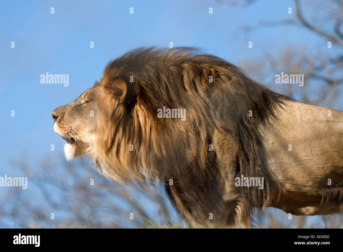 Male lion in the wind hi-res stock photography and images - Alamy