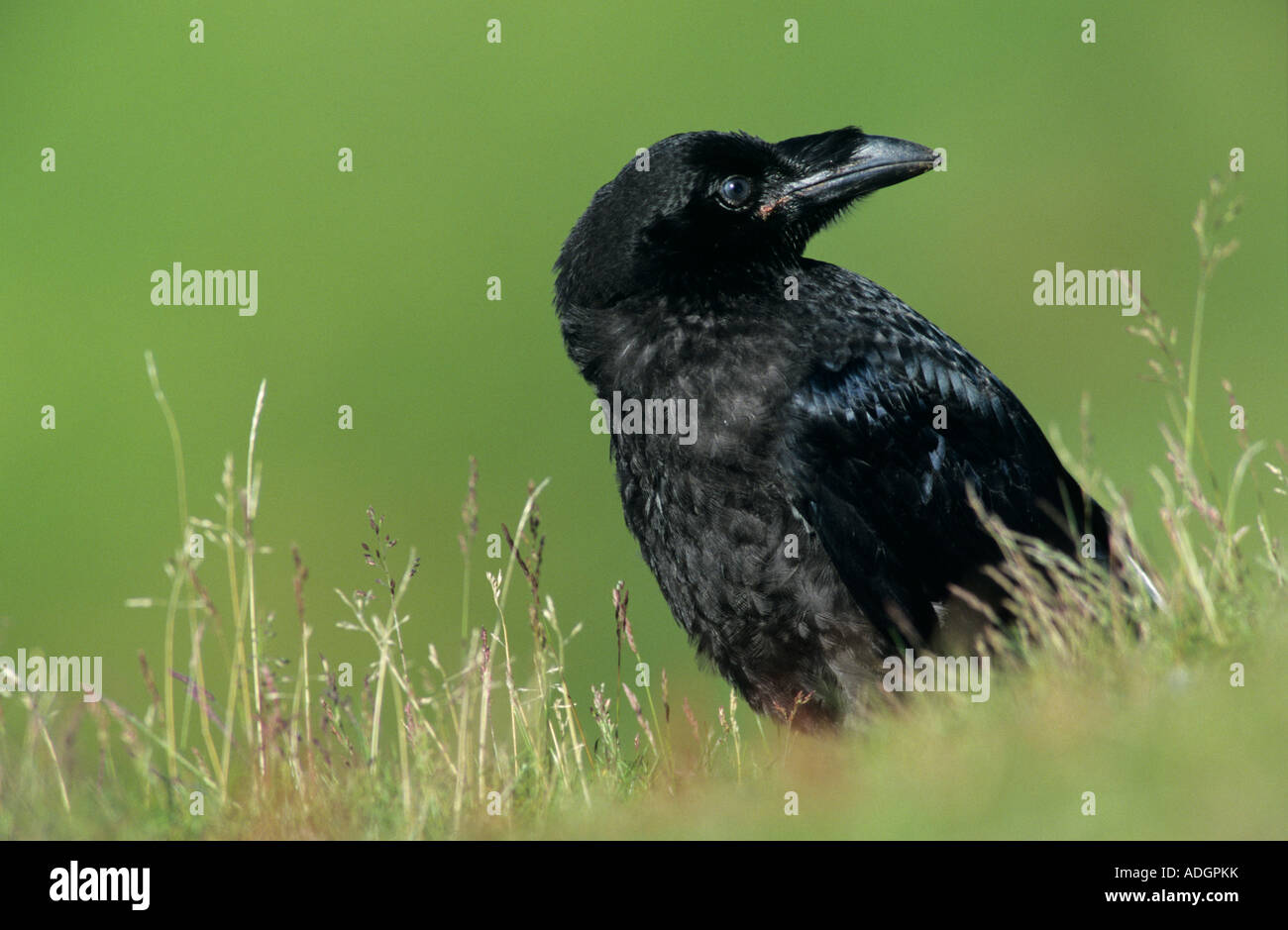 Common raven scandinavia hi-res stock photography and images - Alamy