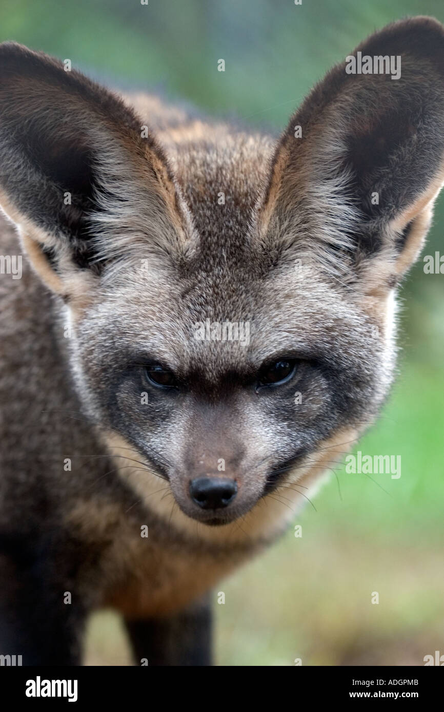Bat Eared Fox Stock Photo - Alamy