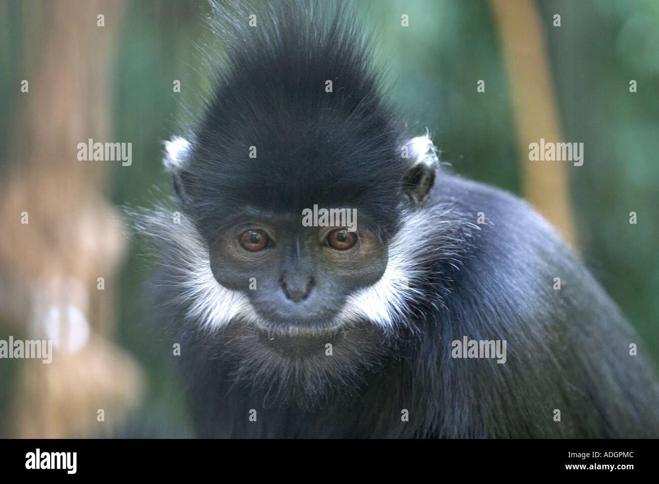 Oklahoma city zoo hi-res stock photography and images - Alamy