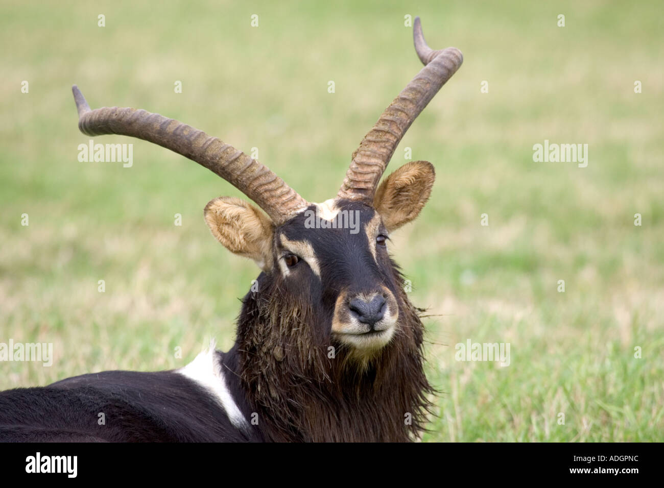 Nile lechwe kobus megaceros hi-res stock photography and images - Alamy