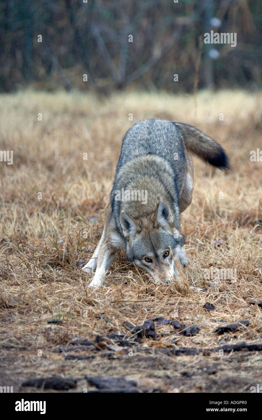 Red Wolf, Canis rufus Stock Photo - Alamy