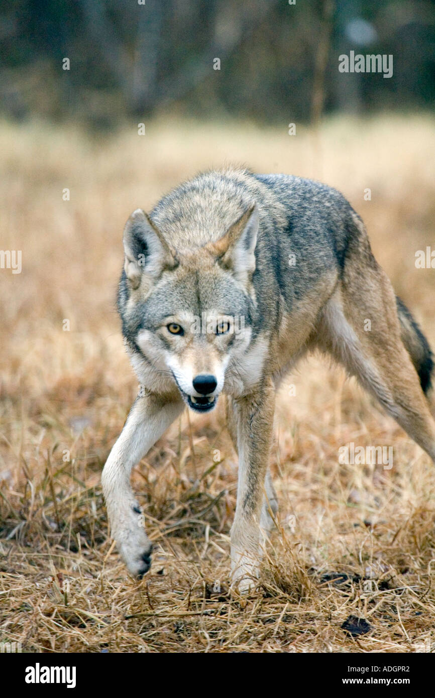 Red Wolf, Canis Rufus Stock Photo - Alamy