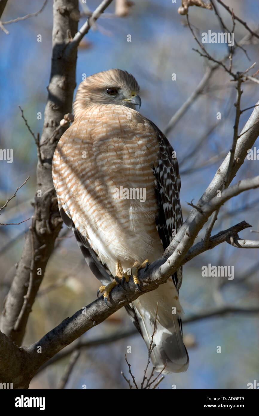 Red Shouldered Hawk Stock Photo - Alamy