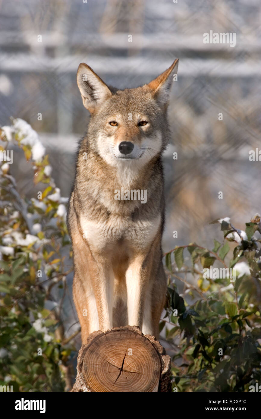 Red Wolf, Canis Rufus Stock Photo - Alamy