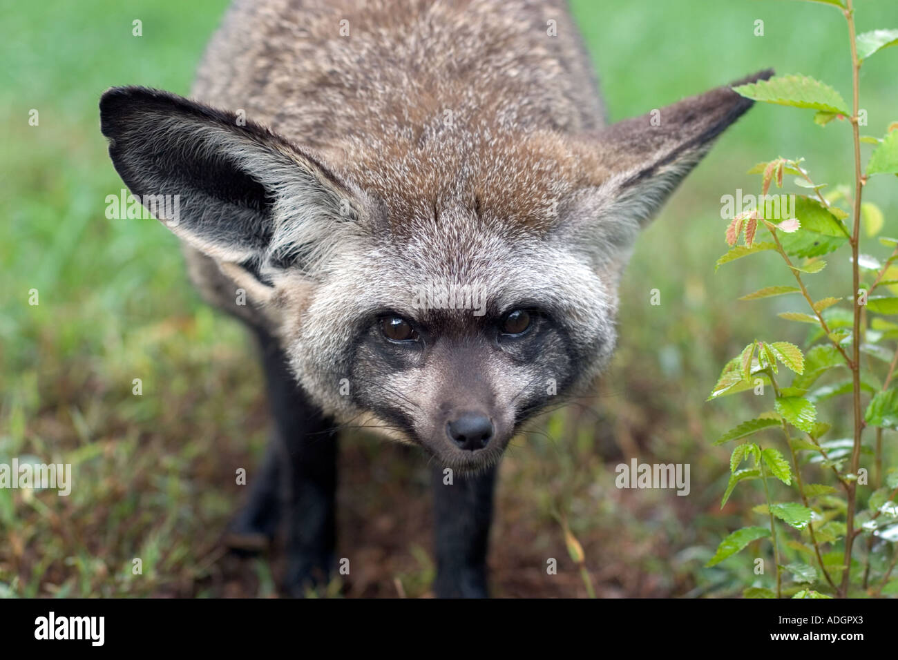 Bat Eared Fox Stock Photo - Alamy