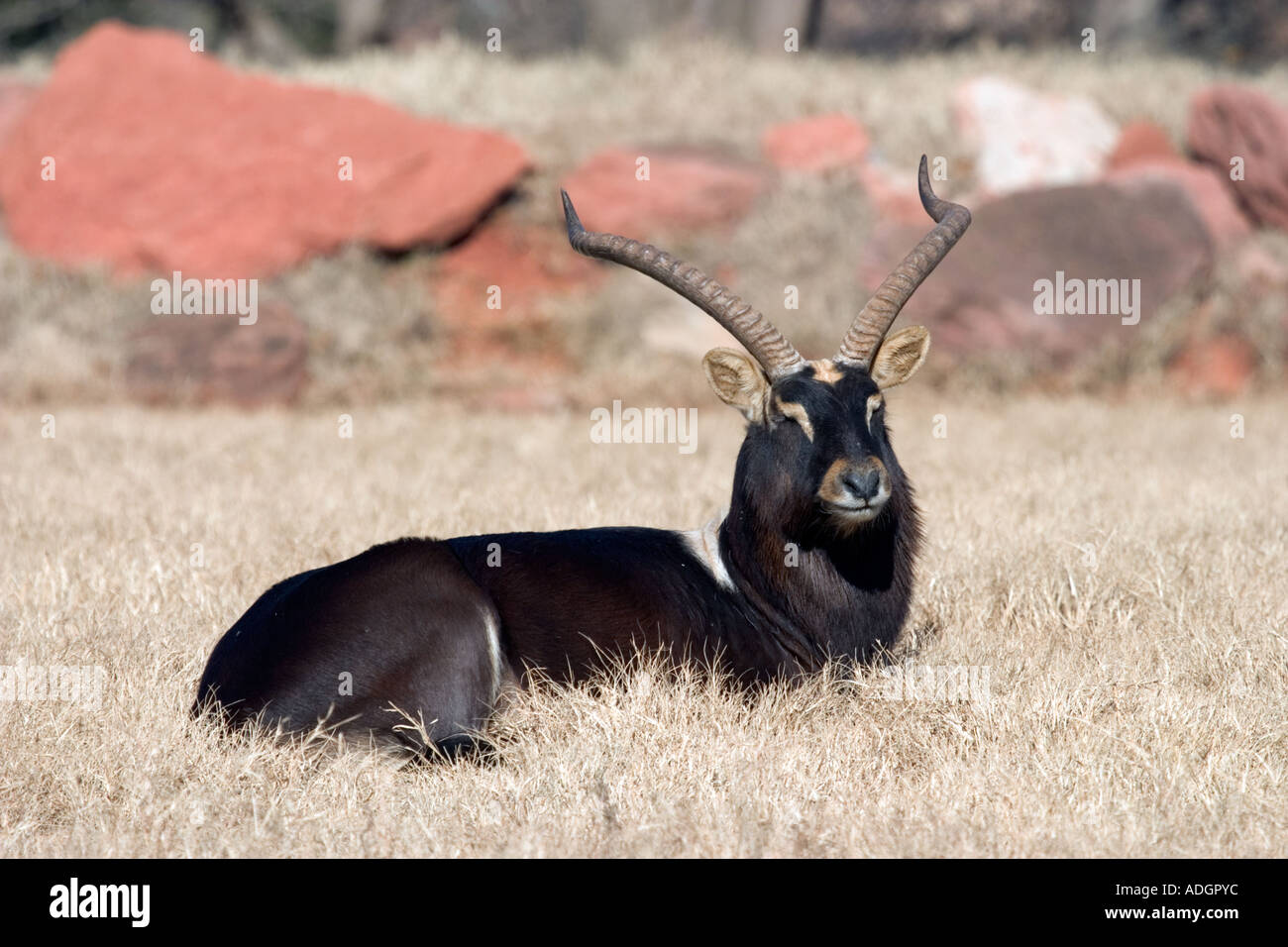 Nile lechwe kobus megaceros hi-res stock photography and images - Alamy