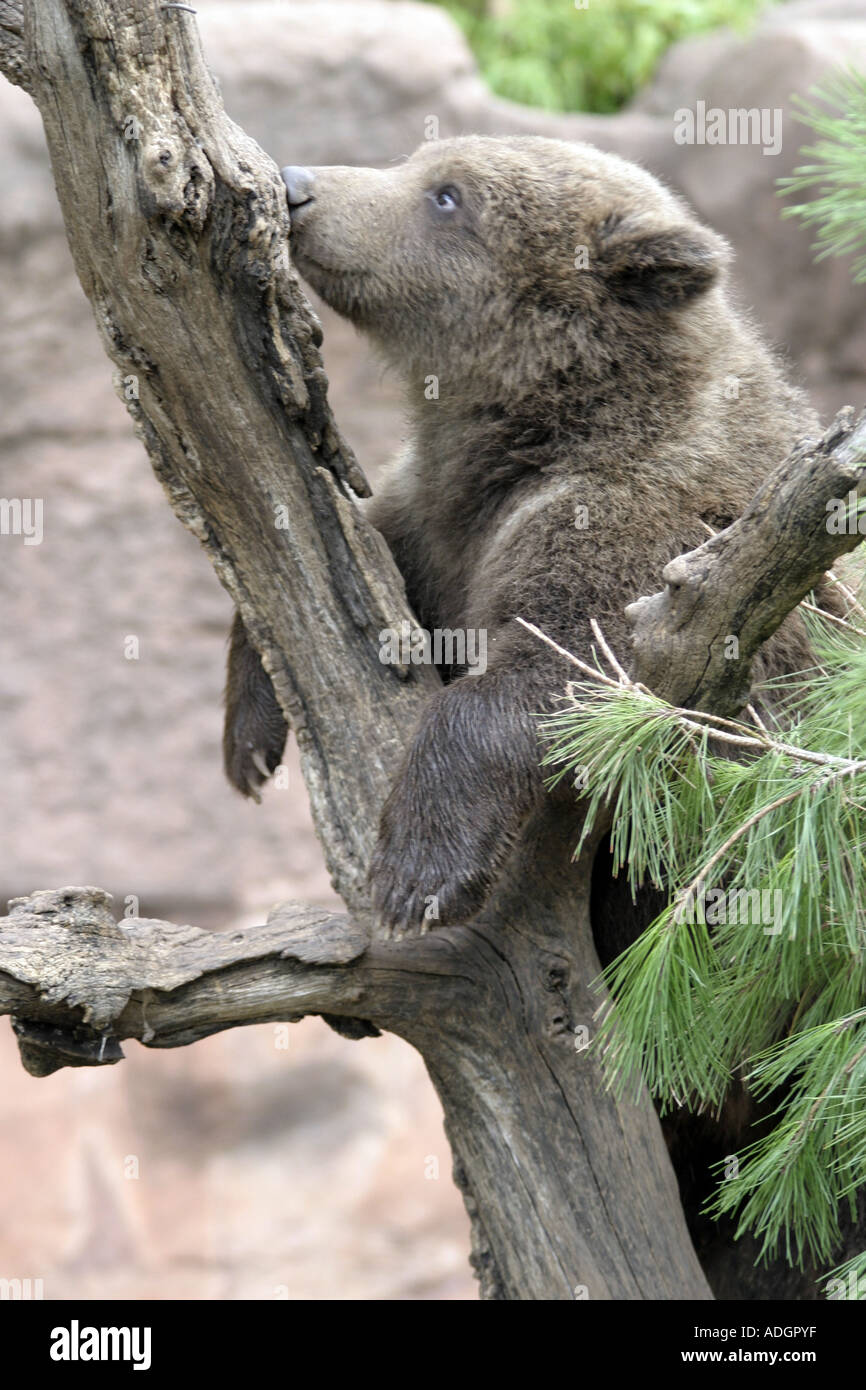 Grizzly Bear Cub in Tree Stock Photo - Alamy