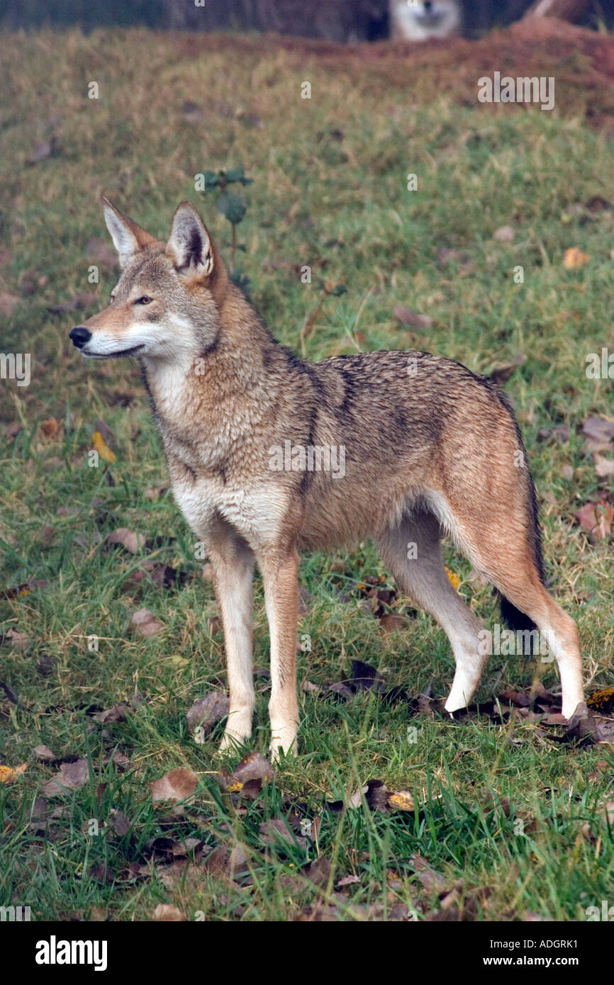 Red Wolf, Canis rufus Stock Photo - Alamy