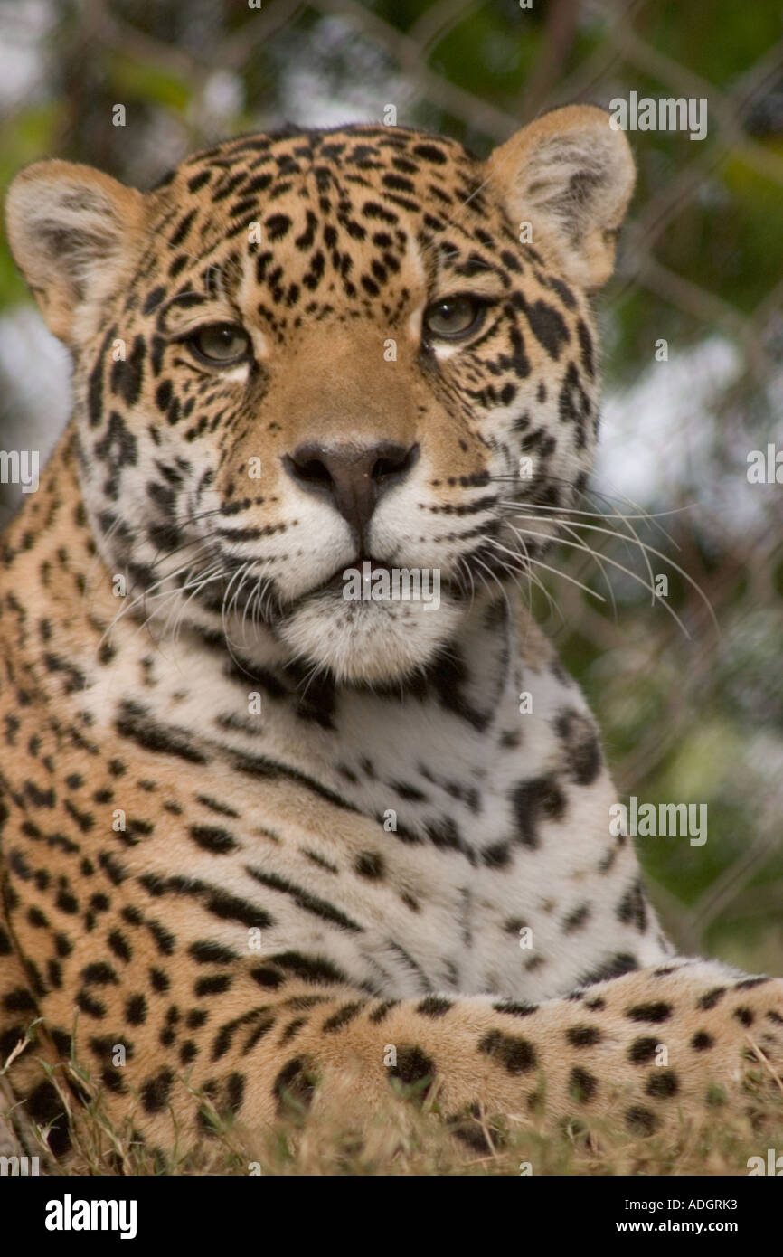 Jaguar pantera onca big cat hi-res stock photography and images - Alamy