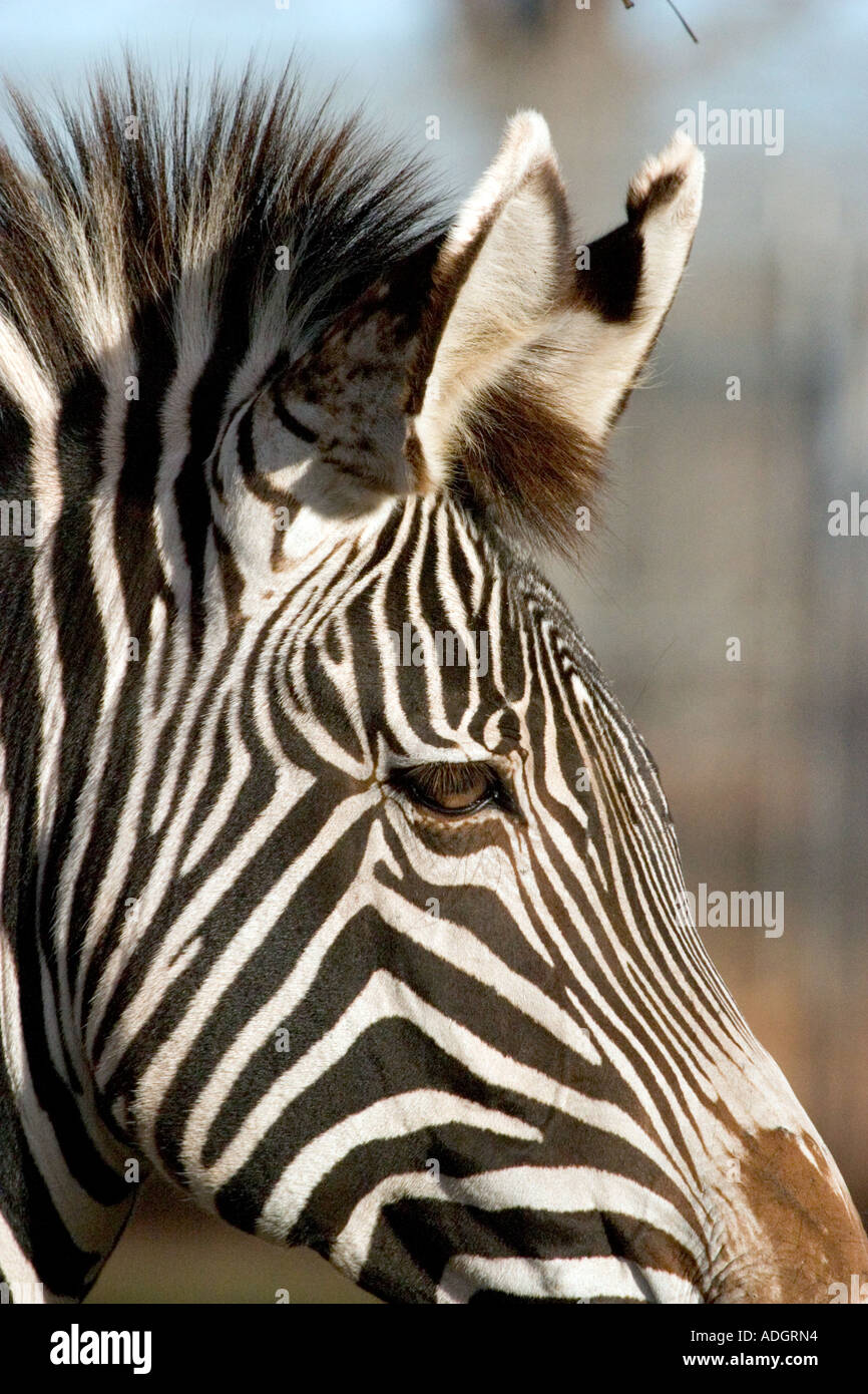 Zebra, Zebra head shot, Zebra tight crop Stock Photo - Alamy