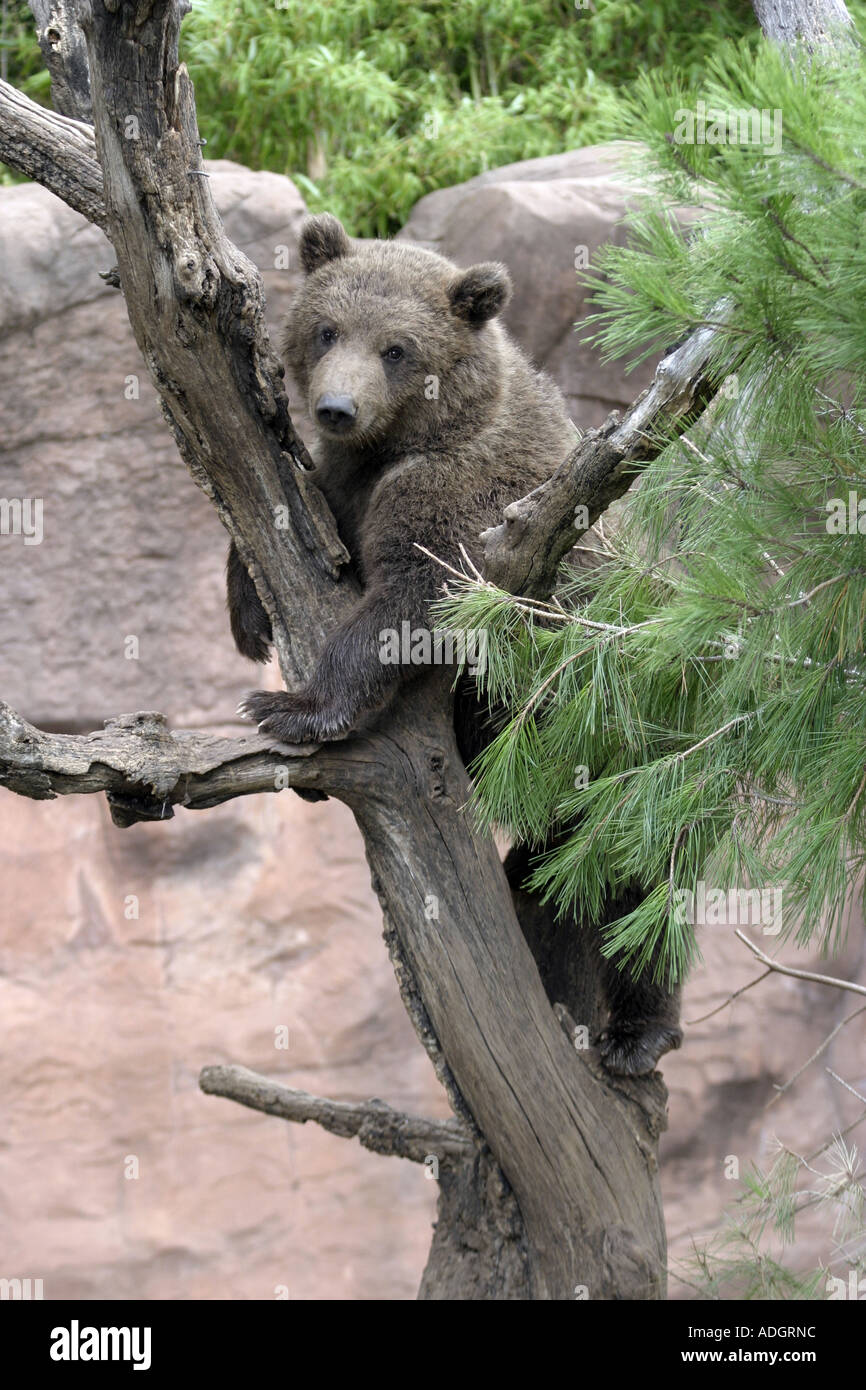 Grizzly Bear yearling in a tree Stock Photo - Alamy