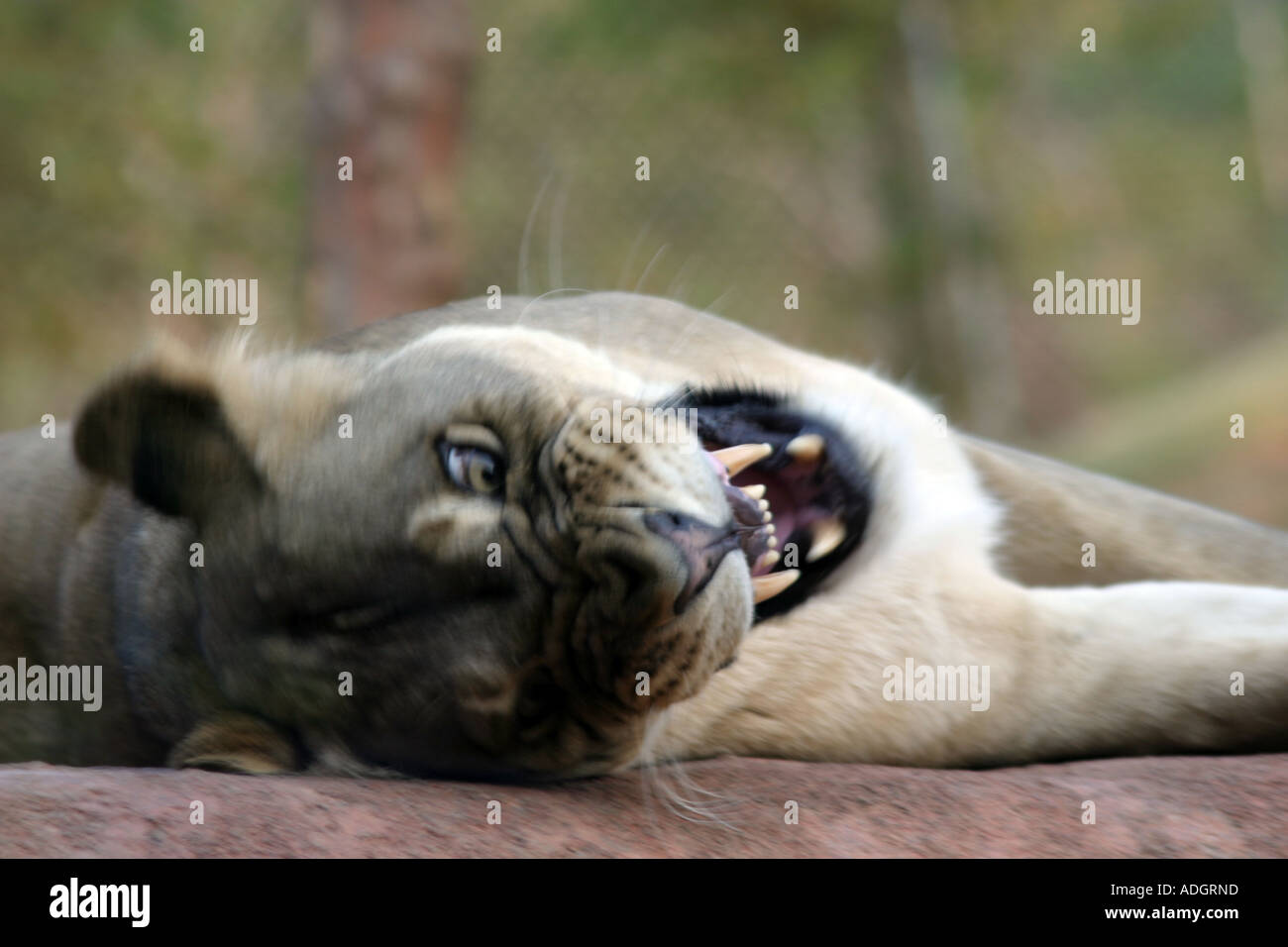 lioness showing her teeth Stock Photo - Alamy
