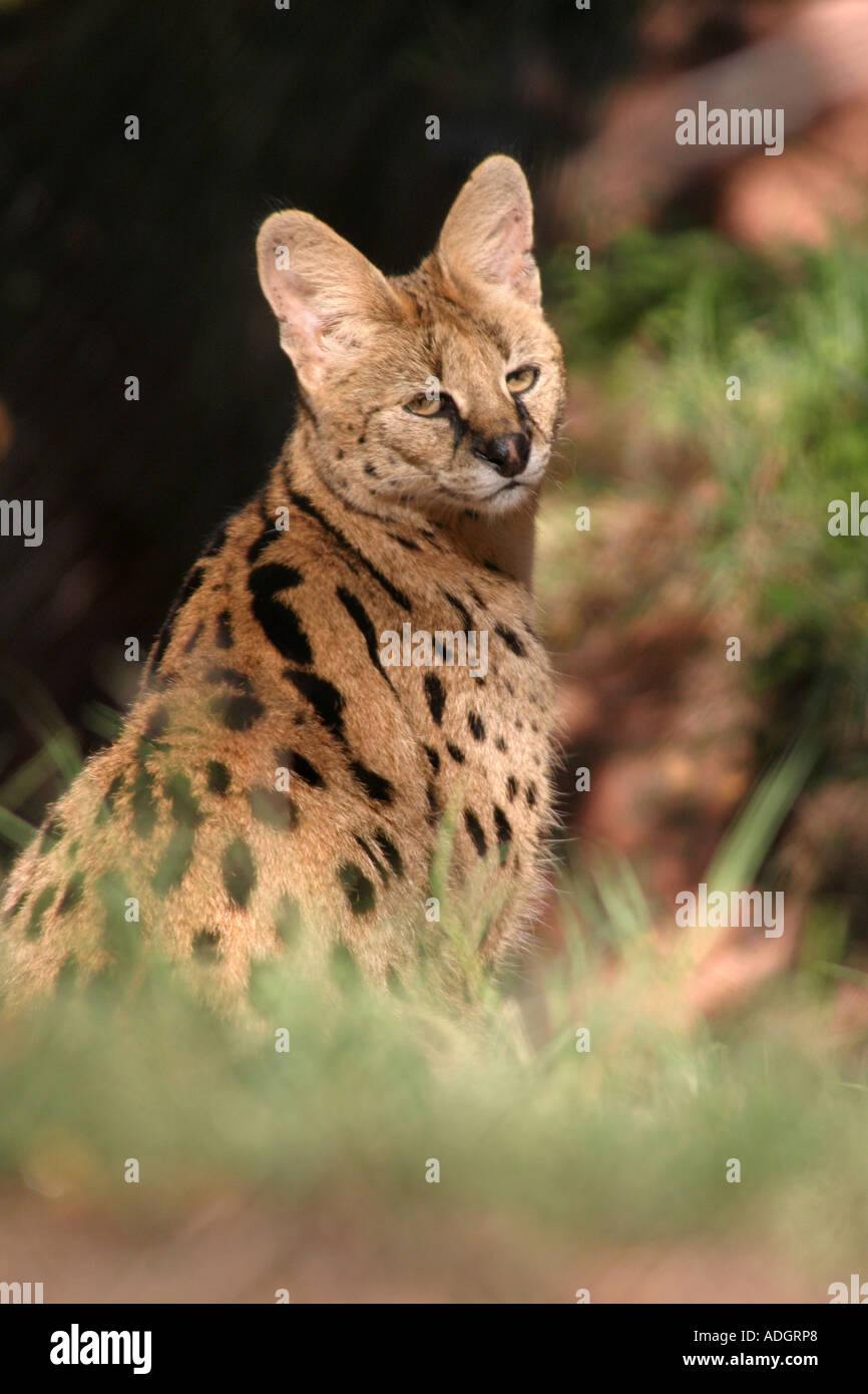 African Serval Cat Stock Photo - Alamy