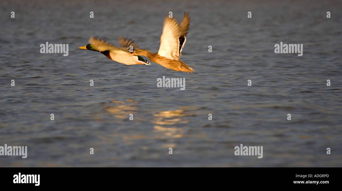 Mallards flying low over the water with a rising sun Stock Photo - Alamy