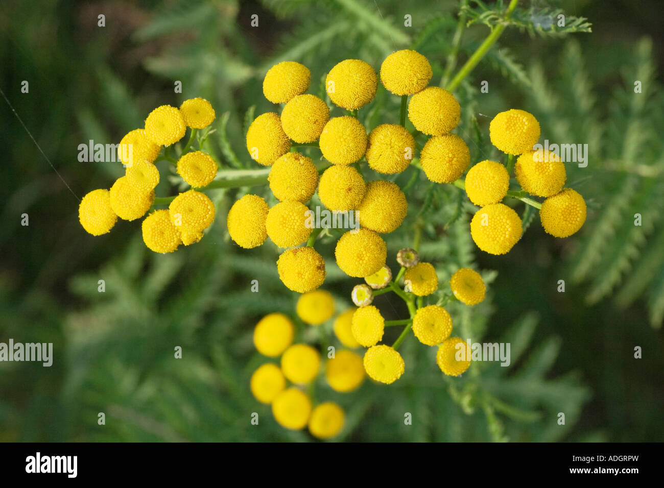 Yellow tansy flowers Stock Photo - Alamy