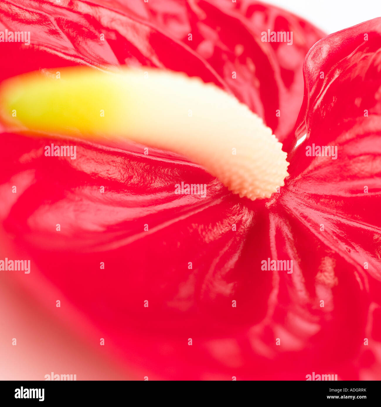 Clos-up anthurium flower Stock Photo - Alamy