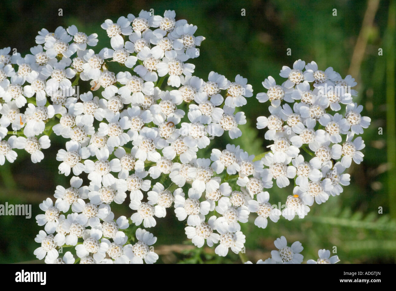 Common yarrow flowers Stock Photo - Alamy