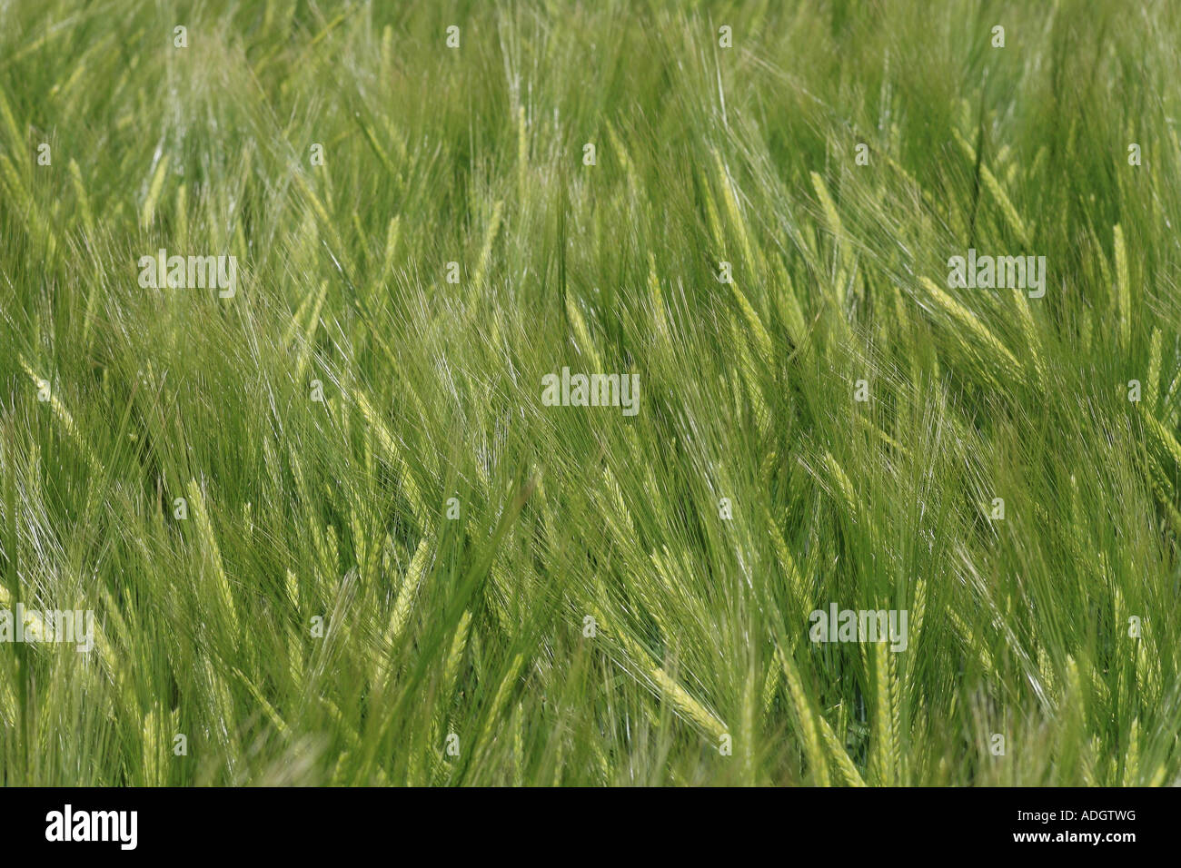 Sheath of corn hi-res stock photography and images - Alamy