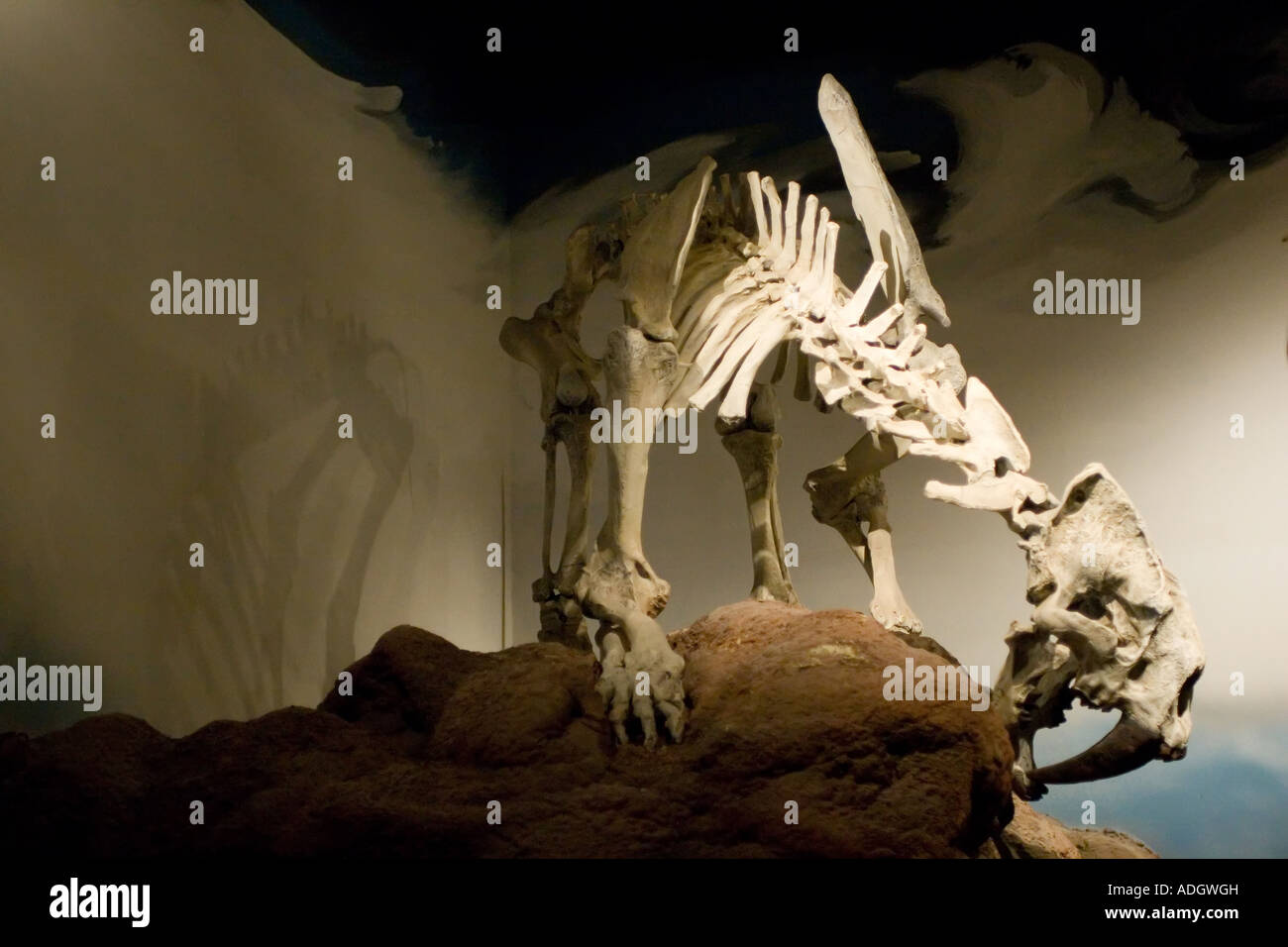 Toxodon skeleton hi-res stock photography and images - Alamy