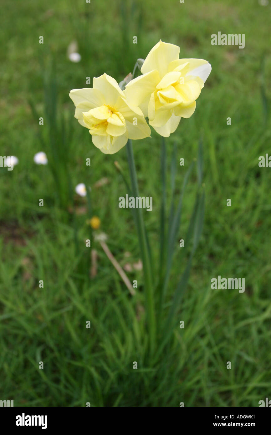 Fresh cut daffodils gardening hi-res stock photography and images - Alamy