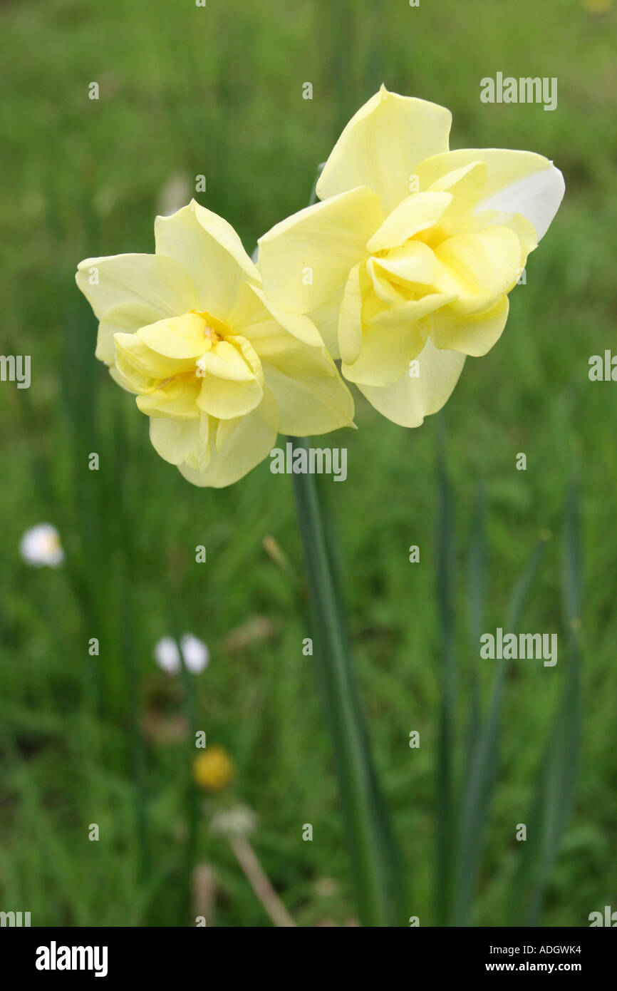 Pastel daffodils hi-res stock photography and images - Alamy