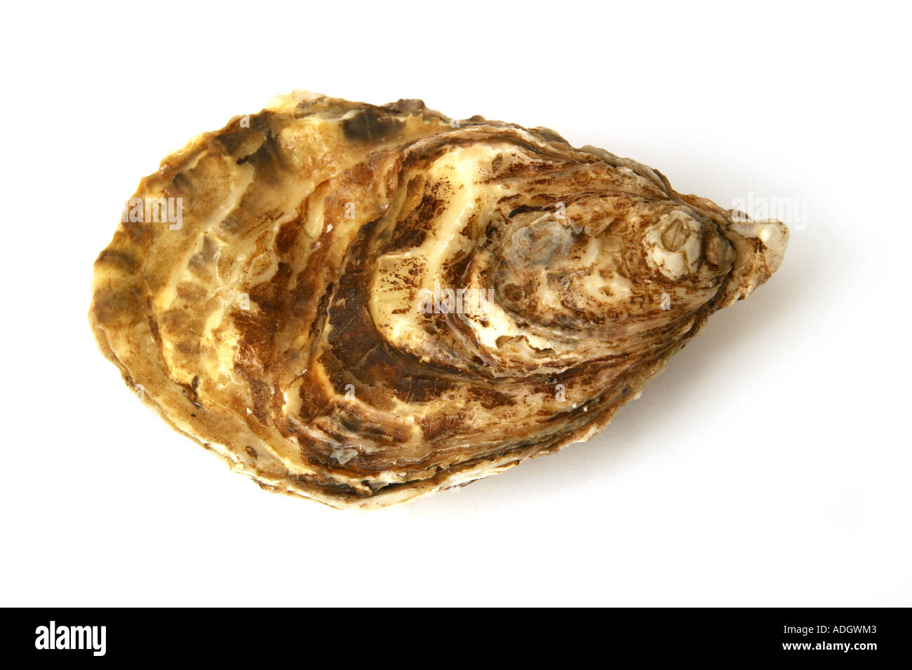 Oyster on a white studio background Stock Photo - Alamy