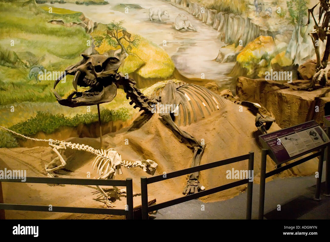 Astrapotherium hi-res stock photography and images - Alamy