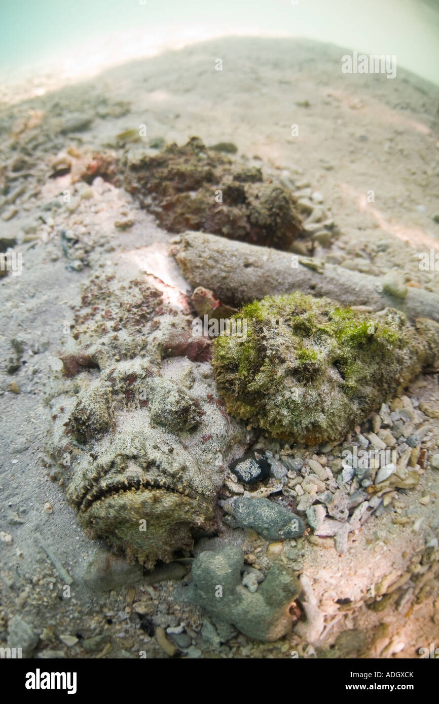 Scary marine animals hi-res stock photography and images - Alamy