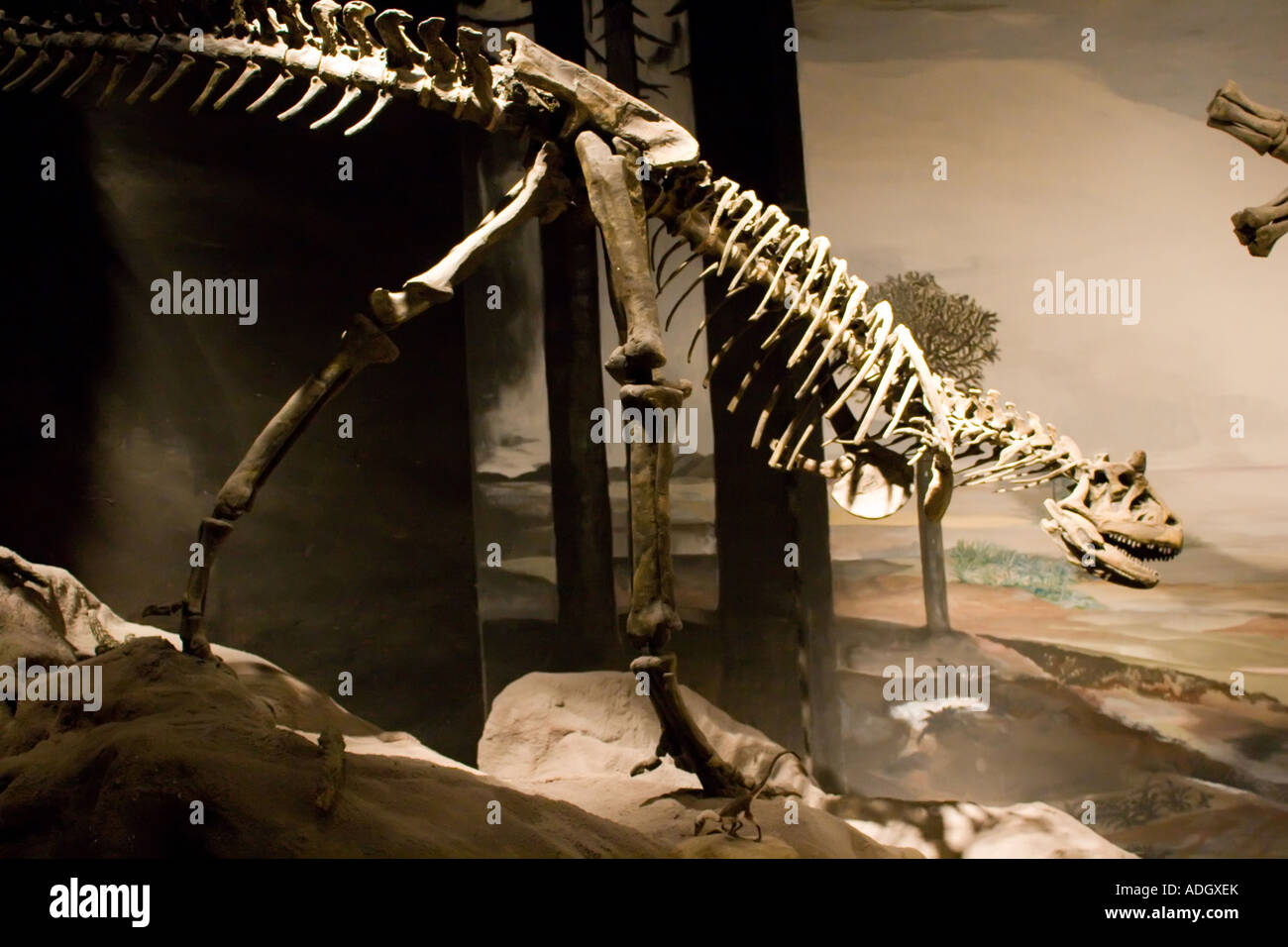 Carnotaurus skeleton hi-res stock photography and images - Alamy
