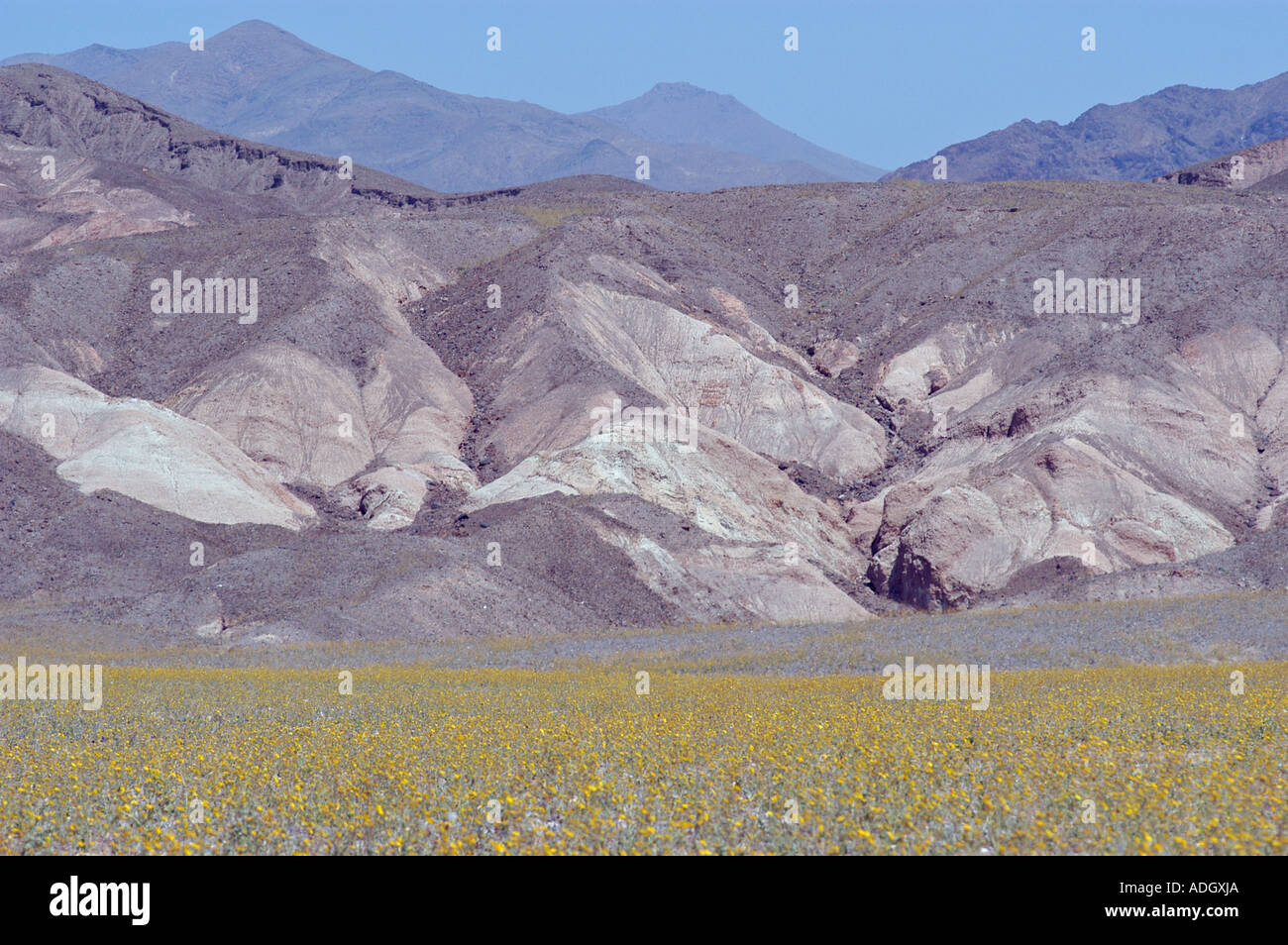 Scenic flowers blooming in the desert in the spring Dead Valley ...