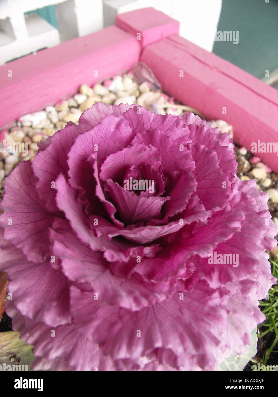 Pink ornamental cabbage hi-res stock photography and images - Alamy