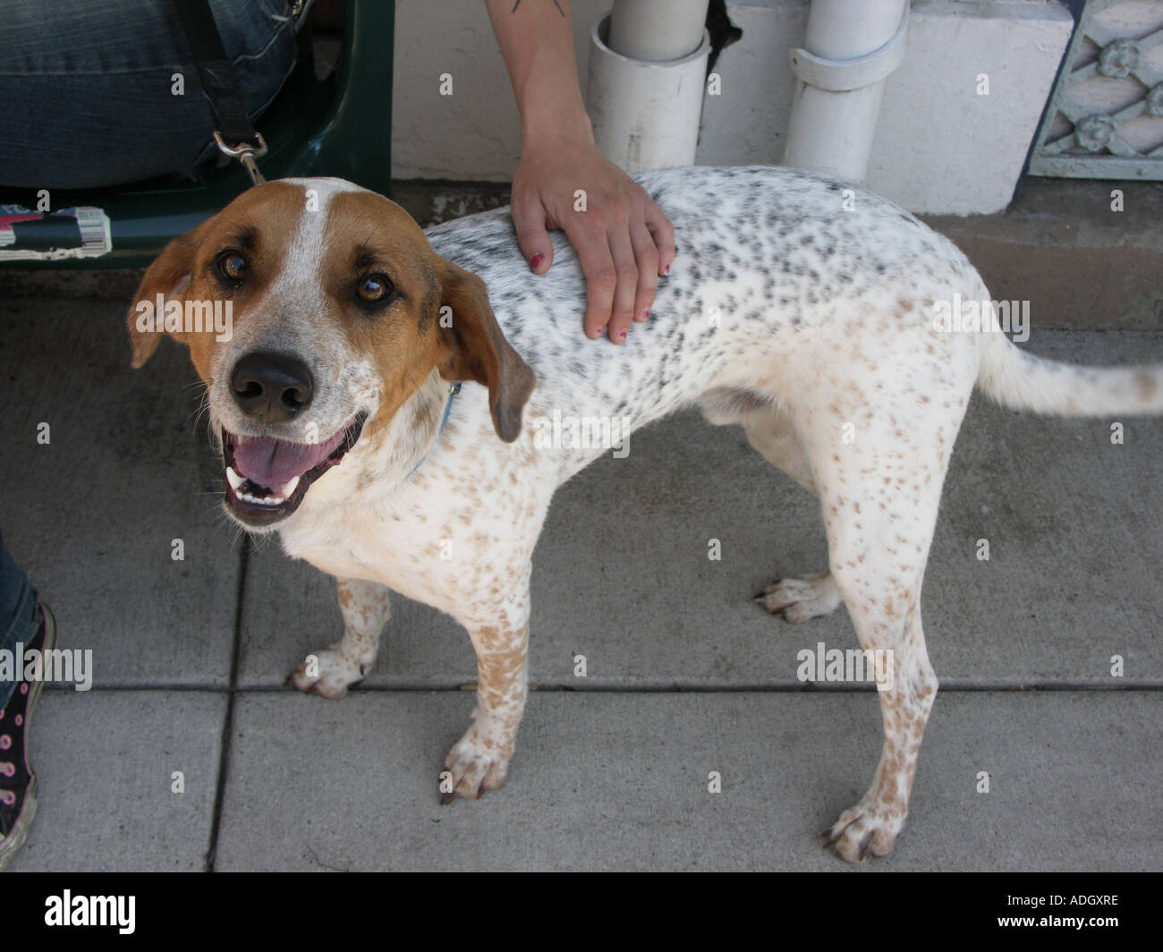 Gentle friendly pet dog hi-res stock photography and images - Alamy