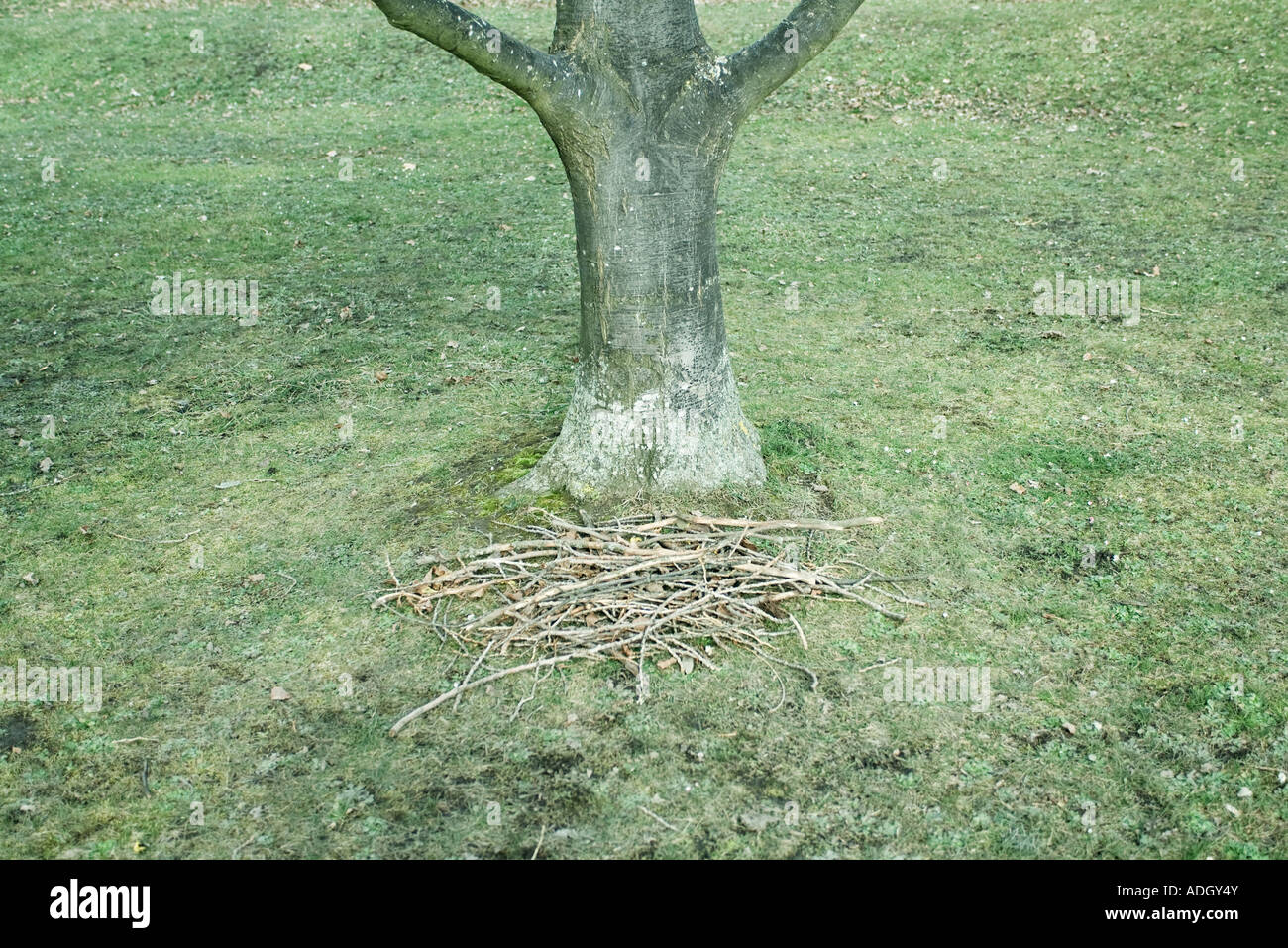 Pile of twigs and branches at base of tree, high angle view Stock Photo ...