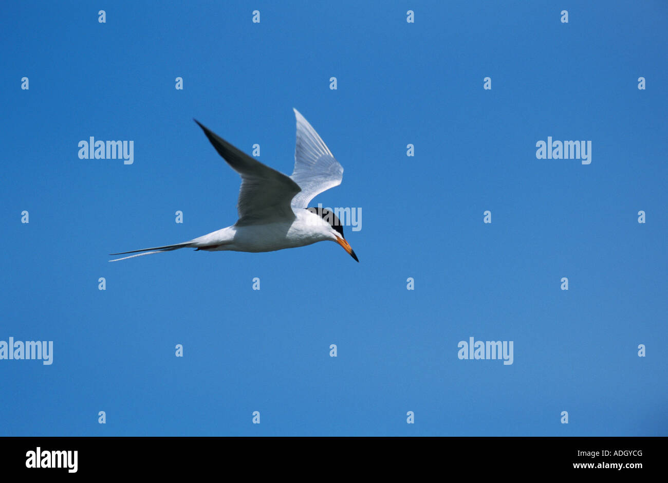 Forster's Tern Sterna forsteri adult in flight Port Aransas Texas USA ...
