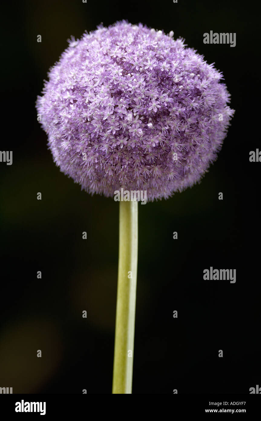 Big alliums hi-res stock photography and images - Alamy