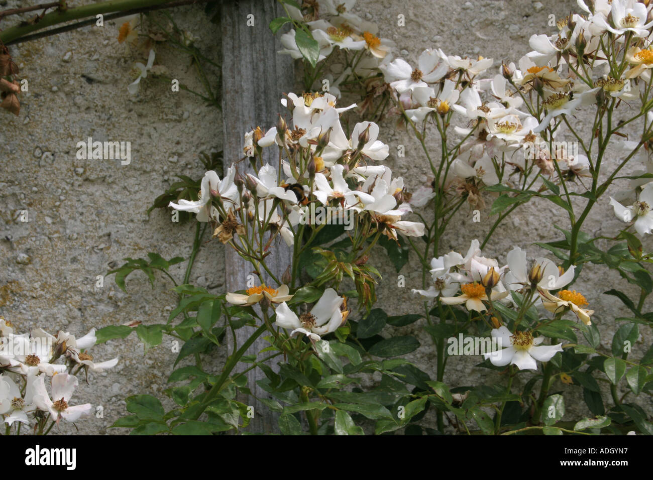 Cranborne manor hi-res stock photography and images - Alamy