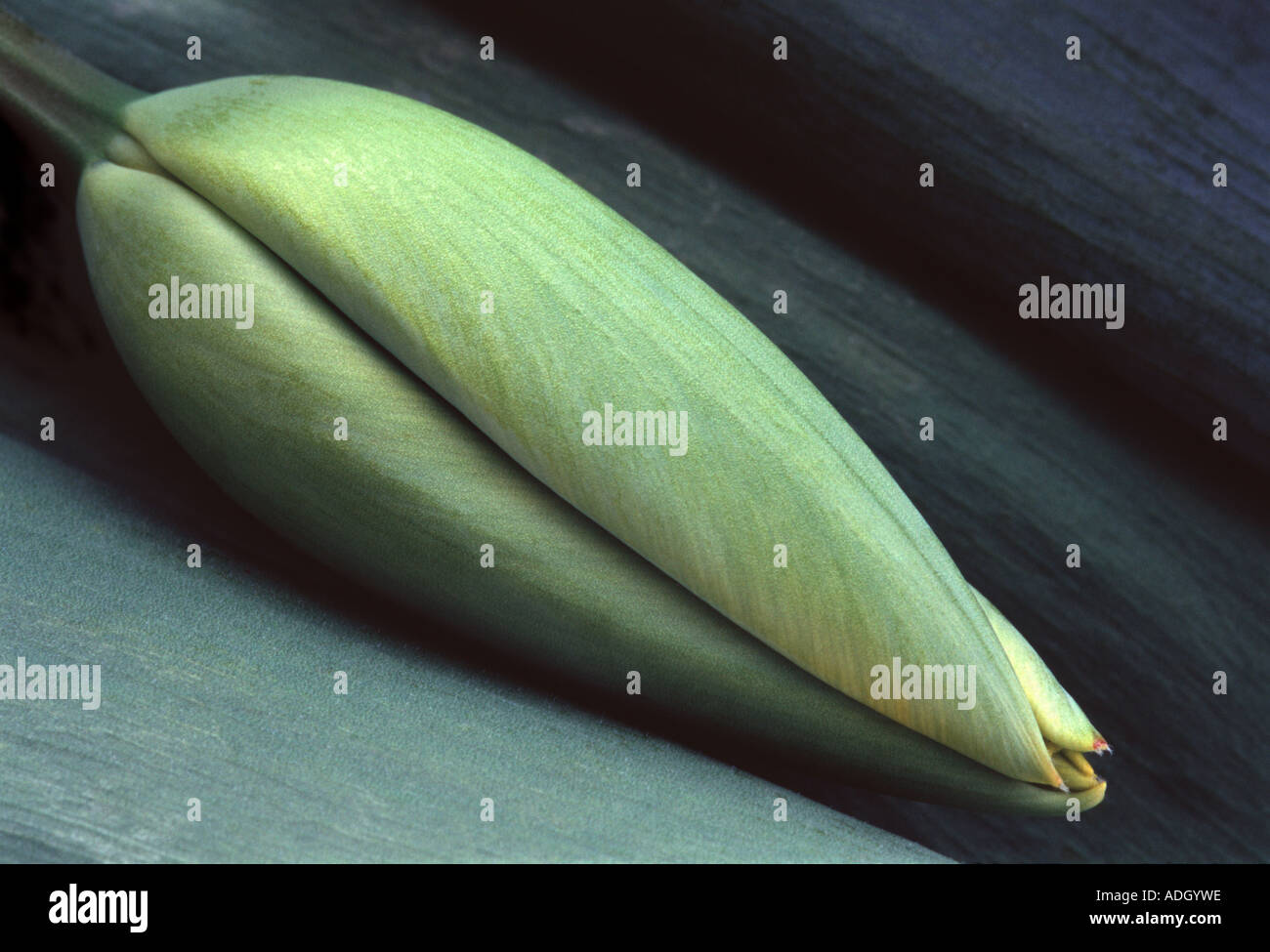 Budding form hi-res stock photography and images - Alamy