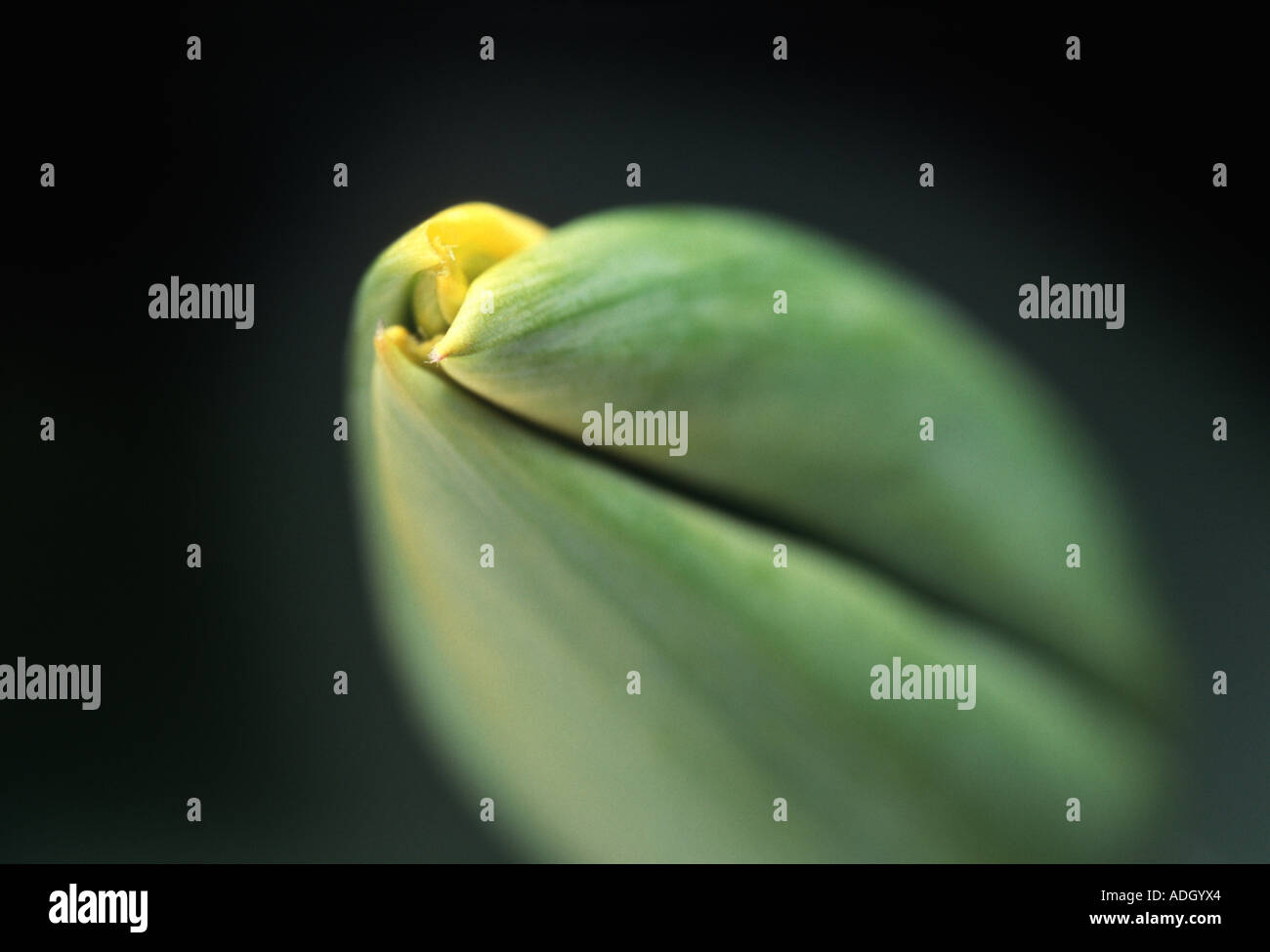 Tulip shade hi-res stock photography and images - Alamy
